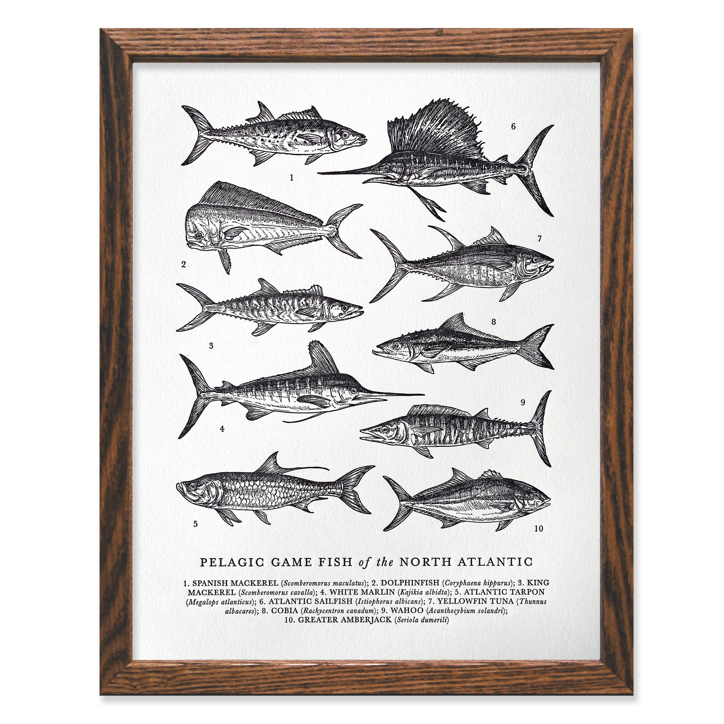Guide to Pelagic Fish by The Wild Wander | Salt Pines
