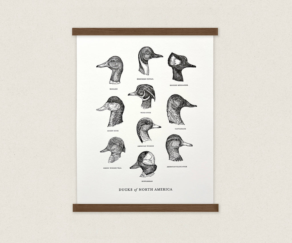 Ducks of North America by The Wild Wander | Salt Pines